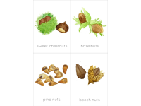 Forest Fruits Printable Watercolor Flashcards by Teach Simple