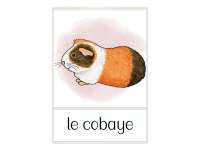 French Flash Cards: Les Animaux Domestiques / Pets by Teach Simple