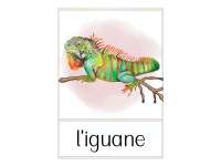 French Flash Cards: Les Animaux Domestiques / Pets by Teach Simple