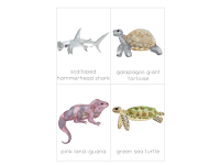 Galapagos Wildlife Flashcard and Poster Set by Teach Simple