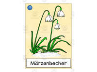 German Flash Cards: Flowers by Teach Simple