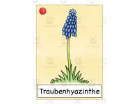 German Flash Cards: Flowers by Teach Simple