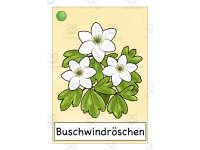 German Flash Cards: Flowers by Teach Simple
