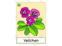 German Flash Cards: Flowers by Teach Simple