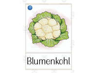 German Flash Cards: Fruit and Veggies by Teach Simple