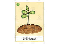 German Flash Cards: In the School Garden by Teach Simple