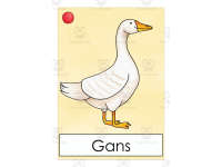 German Flash Cards: Saint Martin by Teach Simple