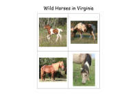 Horses Lapbook and Mini Unit by Teach Simple