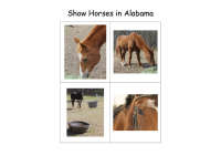 Horses Lapbook and Mini Unit by Teach Simple