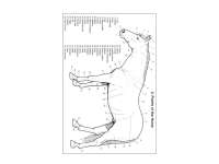 Horses Lapbook and Mini Unit by Teach Simple