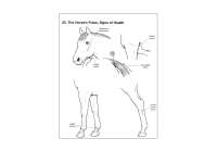Horses Lapbook and Mini Unit by Teach Simple