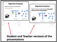 Human Digestive System - Google Slides and PowerPoint Lesson by Teach ...