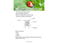 Insect Hunt Printable by Teach Simple