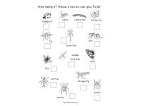 Insect Hunt Printable by Teach Simple