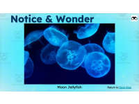 Jellyfish | Interactive Science Lesson | Micro-Learning Deck by Teach ...