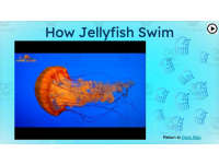 Jellyfish | Interactive Science Lesson | Micro-Learning Deck by Teach ...