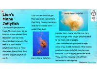 Jellyfish | Interactive Science Lesson | Micro-Learning Deck by Teach ...
