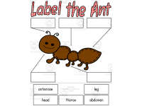 Label the Ant Worksheets by Teach Simple