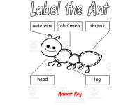 Label the Ant Worksheets by Teach Simple