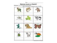 Mammal Insect Reptile Worksheet by Teach Simple