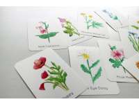 Meadow Wild Flower 12 Flashcard Set by Teach Simple