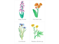 Meadow Wild Flower 12 Flashcard Set by Teach Simple