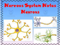 Nervous System | Neurons PowerPoint Presentation by Teach Simple