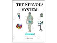 Nervous system by Teach Simple