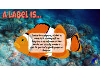 Nonfiction Text Features: Captions and Labels Lesson by Teach Simple