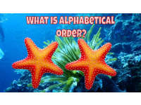 Nonfiction Text Features: Index Lesson by Teach Simple