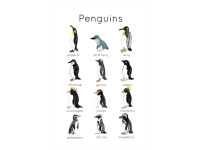 Penguin Flashcards by Teach Simple