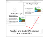 Photosynthesis and Cellular Respiration - Digital Scavenger Hunt ...