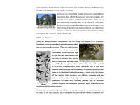 Predator-Prey Relationships Reading Comprehension Article by Teach Simple