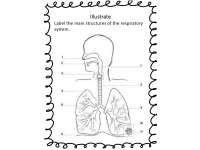 Respiratory System | Human Body Systems | Research Report by Teach Simple