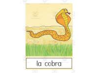 Spanish: Animals Flash Cards by Teach Simple