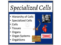 Specialized Cells Lesson - Google Slides and PowerPoint Lesson by Teach ...