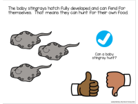 Stingray Adapted Book by Teach Simple