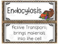 Thanksgiving Science Activity for Cell Processes by Teach Simple