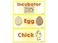 The Chicken Life Cycle - Vocabulary Cards by Teach Simple