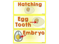 The Chicken Life Cycle - Vocabulary Cards by Teach Simple