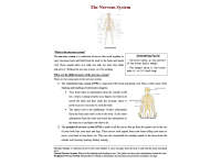 The Nervous System - Science Reading Article - Grades 5-7 by Teach Simple