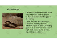 The Tortoise and the Hare PE Game by Teach Simple