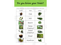 Tree ID Activity by Teach Simple