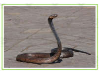 Writing Prompt + Discussion Flashcards: Land Animals Pack by Teach Simple