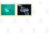 Writing Prompt + Discussion Flashcards: Water Animals Pack by Teach Simple