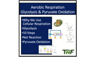 Krebs Cycle and the ETC - Aerobic Cellular Respiration- Biology lesson ...