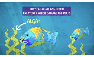 All About Invertebrates | Animated Animals Video Lesson by Teach Simple