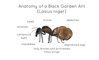 Anatomy of an Ant Colony Poster by Teach Simple