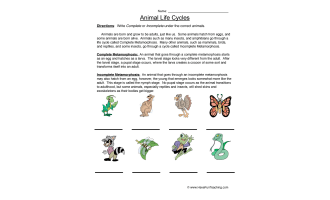 Labeling Life Cycles Worksheet by Teach Simple