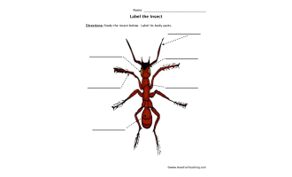 Ant Hill Multiplication Worksheet by Teach Simple